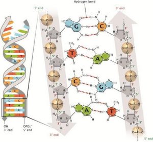 What Two Scientists Established The Structure Of DNA?